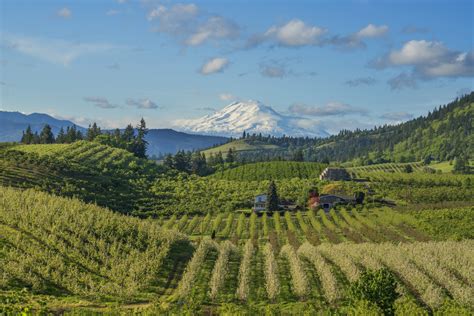 Local Guide To The Oregon Fruit Loop Best Stops In 2025