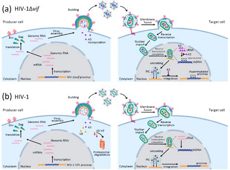 A3 Protein Mediated Hiv 1 Restriction And Its Counteraction By Vif A
