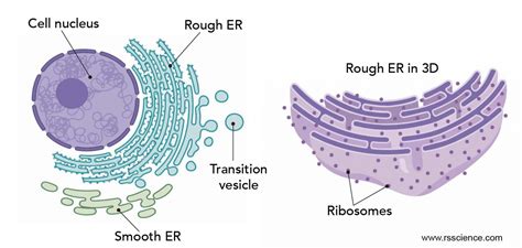 Cell Organelles And Their Functions Rs Science