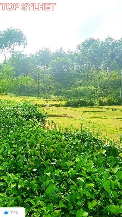 সুবহান আল্লাহ সিলেটের চা বাগানের দূশ্য Youtube