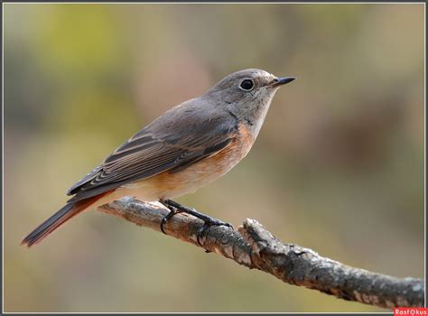 Птичка серая с оранжевым хвостиком 82 фото красивые фото и картинки