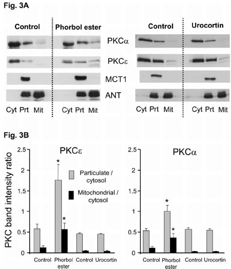 Acute Urocortin Treatment Of Perfused Hearts Does Not Lead To Protein