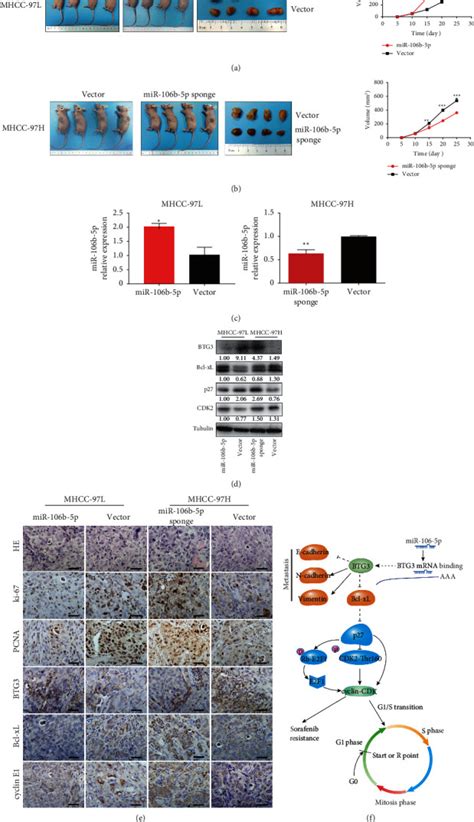 Microrna 106b 5p Promotes Cell Growth And Sensitizes Chemosensitivity