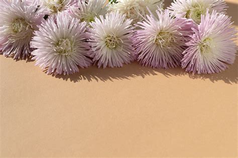 가을 애스터 꽃의 꽃다발은 중성적인 베이지색 배경에 미적 햇빛 그림자가 있다 인사말 카드를위한 꽃 구성 가을에 대한 스톡 사진 및 기타 이미지 Istock