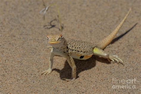 Mojave Fringe Toed Lizard Photograph By Leia Hewitt Pixels