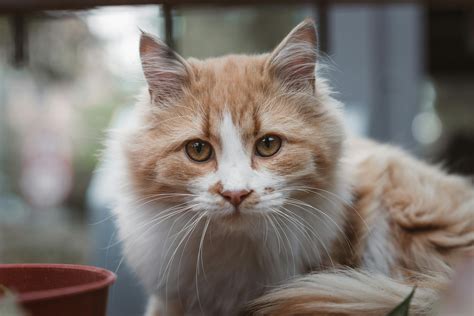 4k Wallpaper Girl Sexy Photos Download The Best Free 4k Wallpaper Girl