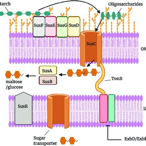 The Starch Utilization System Sus Of Bacteroides Thetaiotaomicron