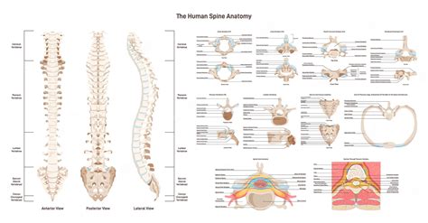 Menselijke Wervelkolom Anatomie Set Vertebrale Kolom Medisch Onderwijs
