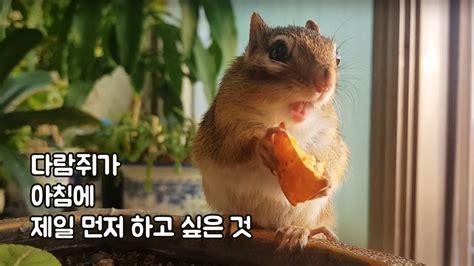 다람쥐가 아침에 제일 먼저 하고 싶은 것 Youtube