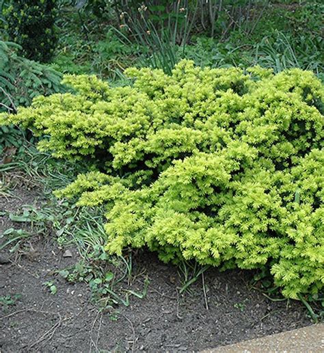 Dwarf Japanese Yew Spreading Taxus Cuspidata Morden