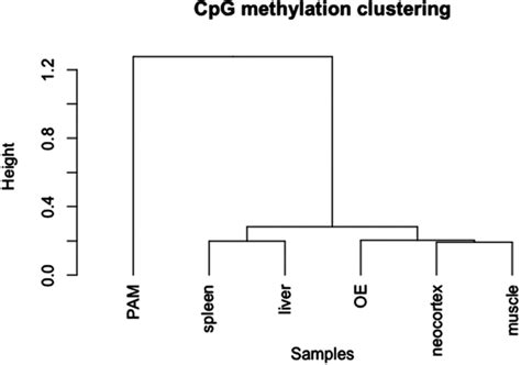 Hierarchical Cluster Analysis According To Methylation Patterns Across Download Scientific