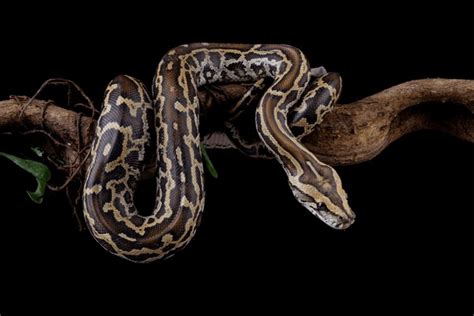 1 239 Burmese Python Python Bivittatus Royalty Free Images Stock Photos Pictures Shutterstock