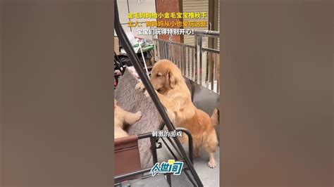 金毛妈妈带金毛宝宝荡秋千 自己喜欢玩的也想让宝宝们玩得开心，狗狗的母爱也好伟大！ Youtube