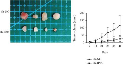 A Tumor Formation Experiment In Nude Mice Presented That The Growth