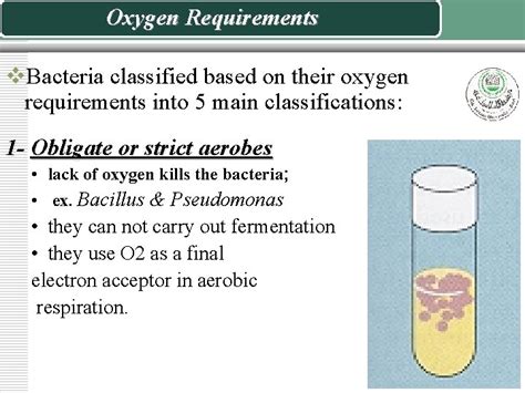 General Microbiology Laboratory Bacteria Oxygen Requirements Bacterial