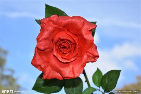 玫瑰摄影图花草生物世界摄影图库昵图网