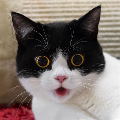Meet Izzy The Cat With The Most Expressive Face Bored Panda
