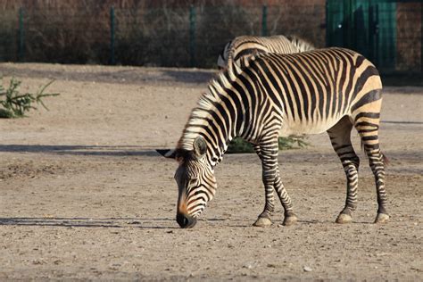 Free Images Animal Wildlife Zoo Fauna Savanna Zebra Safari
