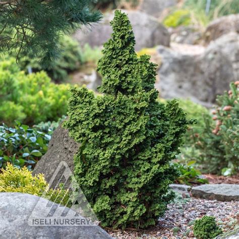 Primo Dwarf White Cedar Whistling Gardens