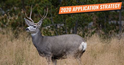Application Strategy 2020 California Deer And Antelope Gohunt The