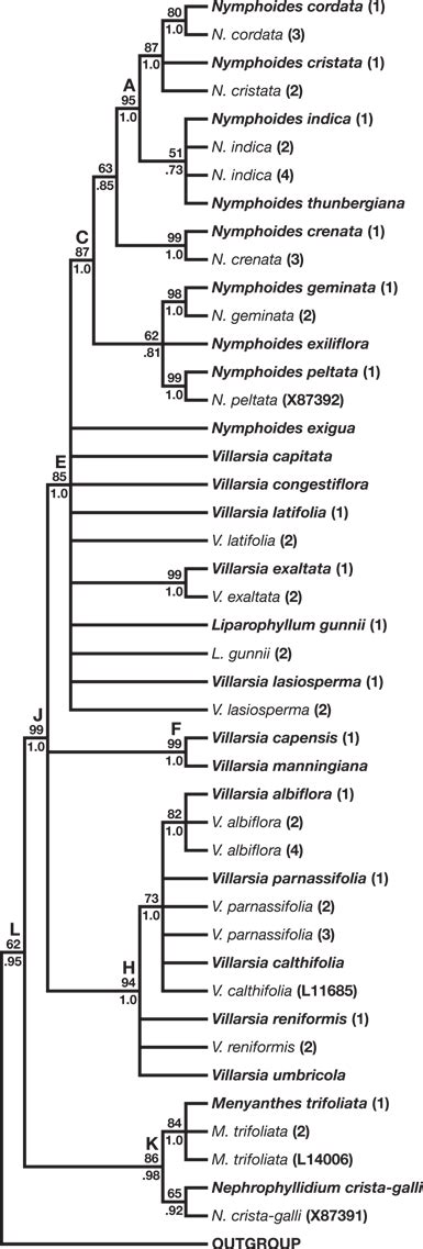 Strict Consensus Phylogenetic Tree Constructed From Parsimony Analysis