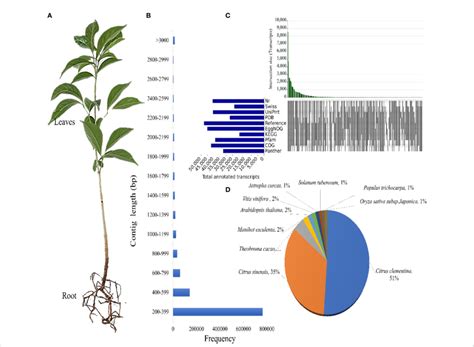 Annotation Of D Binectariferum Seedling Transcriptome A