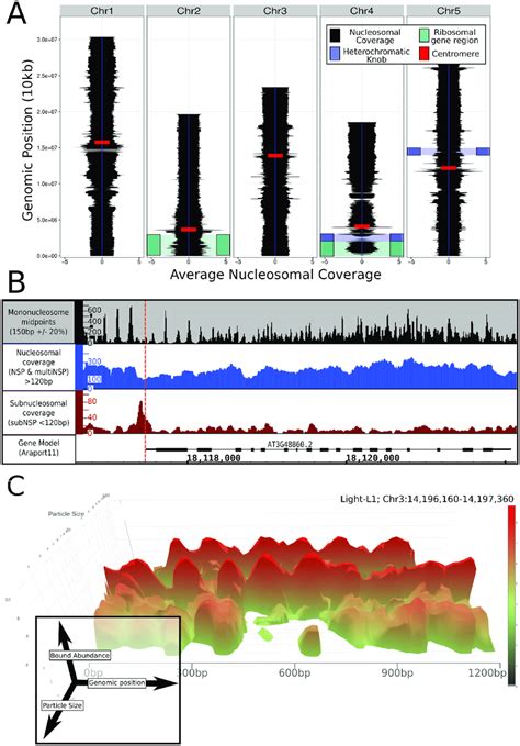 Genomic Organisation Of Chromatin In Arabidopsis Thaliana A A Download Scientific Diagram