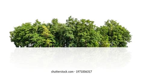 Tree Line Isolate On White Background Stock Photo 1971006317 Shutterstock