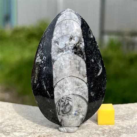 Authentic Orthoceras Fossil In Marble Stone Devonian Uk Seller My