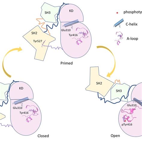 Rmsfs Of The C Src Unbound Compared To C Src Imatinib In Orange Is The