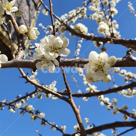 Flower 꽃 Blossom 식물 봄 사진 이미지 일러스트 캘리그라피 항나작가
