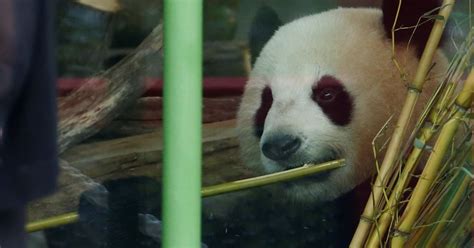 Zookeepers Hope Sex Will Stop Pandas Backwards Behavior Huffpost