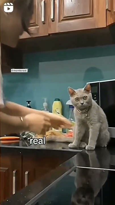 котик пристально смотрит в камеру Shorts Youtube