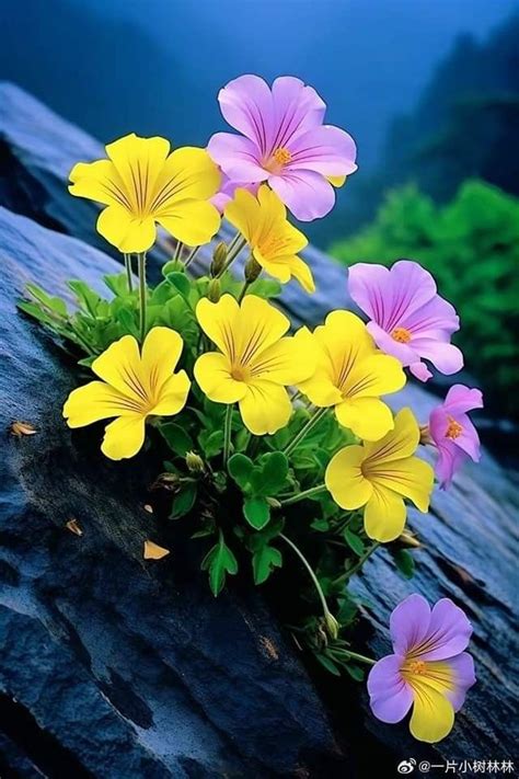 Flower Wonderful Flowers Beautiful Flowers Good Morning Flowers
