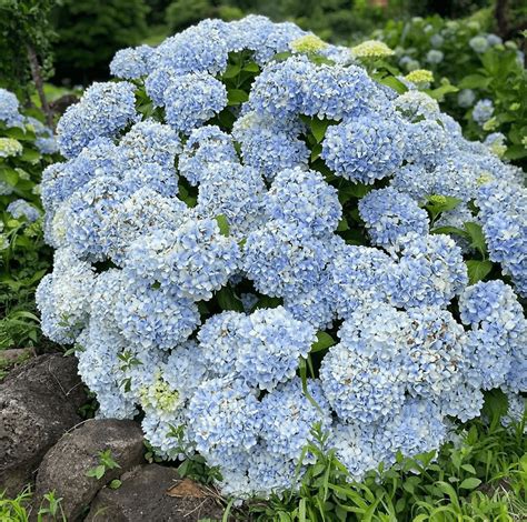 생방송오늘저녁 대한민국보물정원 열혈 정원사의 수국 미로정원