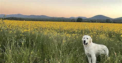 Teancum English Cream Golden Retriever Album On Imgur