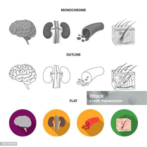 뇌 신장 혈관 피부입니다 장기는 평면 개요 흑백 스타일 벡터 기호 재고 일러스트 웹 컬렉션 아이콘을 설정합니다 뇌에 대한 스톡
