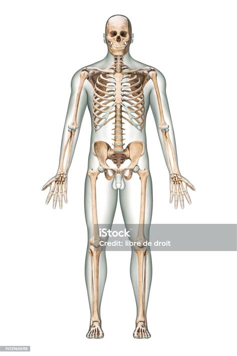 흰색 배경 3d 렌더링 그림에 고립 된 골격 뼈와 성인 남성 몸매가있는 정확한 인간 골격계의 전방보기 해부학 의학 과학 난소