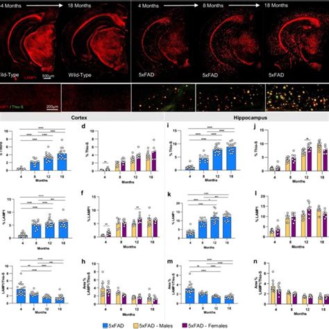 Fibrillar Amyloid Plaques Increase In Size And Number In 5xfad Aged