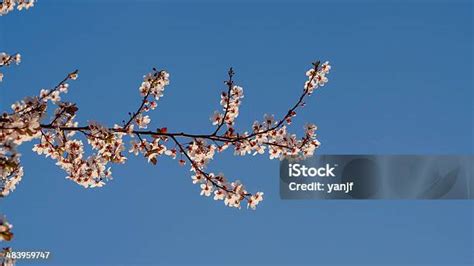 연두빛 꽃 시리즈 아름다운 벚꽃 인명별 Sakura 아이리스입니다 0명에 대한 스톡 사진 및 기타 이미지 0명 3월