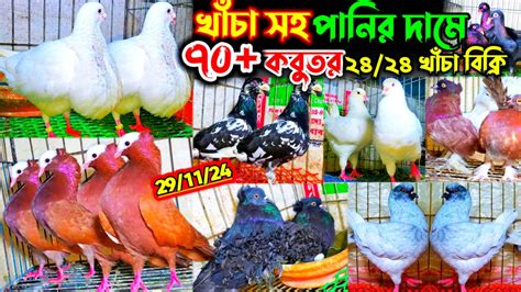 পাইকারি দামে খাঁচা কিনুন ৯৫ ডিম সহ ৭০ কবুতর বিক্রি ২৪২৪ সাইজের