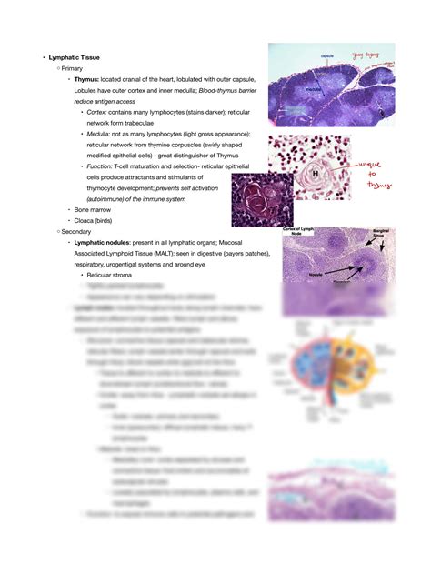 Solution Immune System Histology Studypool