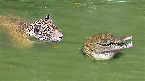 Jaguar Vs Crocodile