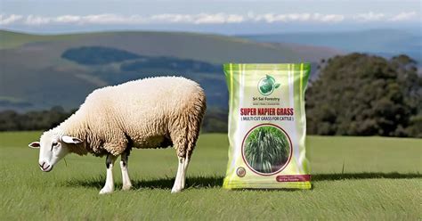 Super Napier Grass Seeds For Cattle High Yield Hybrid Multi Cut Sri