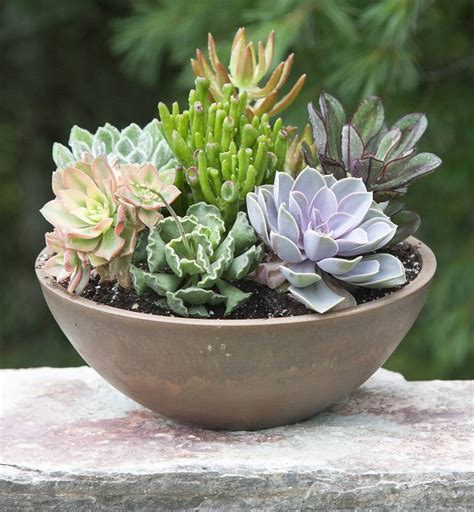 Photos Of Succulents Types Of Succulent Plants