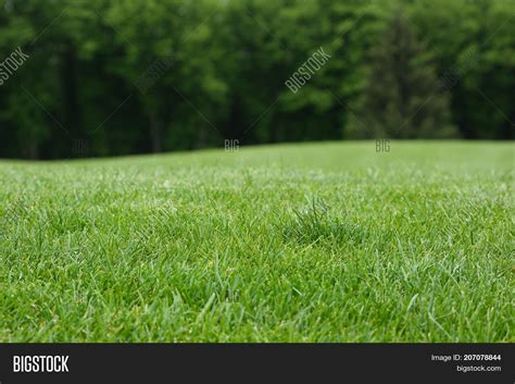 Lawn Green Grass Image And Photo Free Trial Bigstock