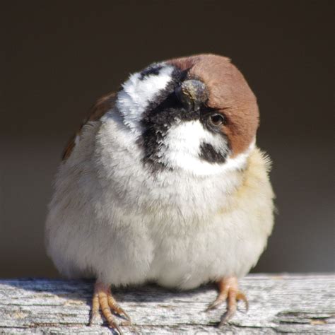 Sparrow