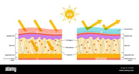 Sun Protection Skin Scheme Uv Rays Arrow Penetrating Collagen