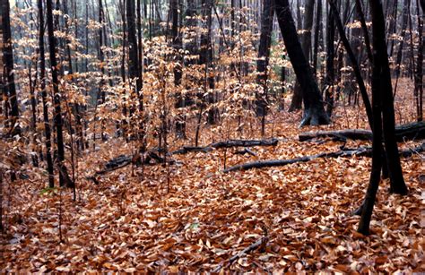 The Woods