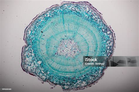 断面双子葉植物単子葉植物と茎根教室教育用顕微鏡 拡大イメージのストックフォトや画像を多数ご用意 拡大イメージ 双子葉植物鋼 根
